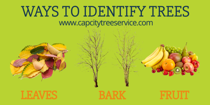 How to Identify Trees in Arkansas | Little Rock Arborists, Tree ...