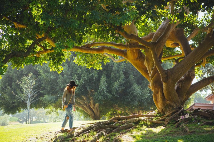 Caring for Exposed Tree Roots | Capital City Tree Care | Little Rock AR