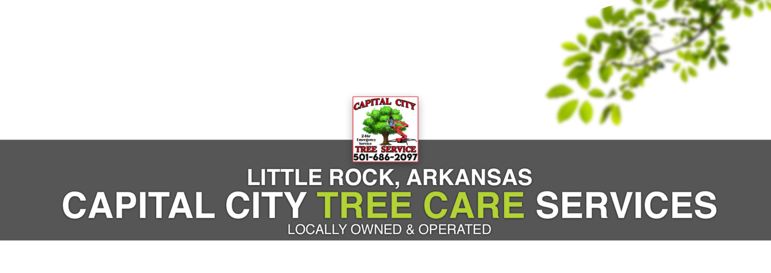 Tree Services Little Rock, Tree Trimming & Stump Removal